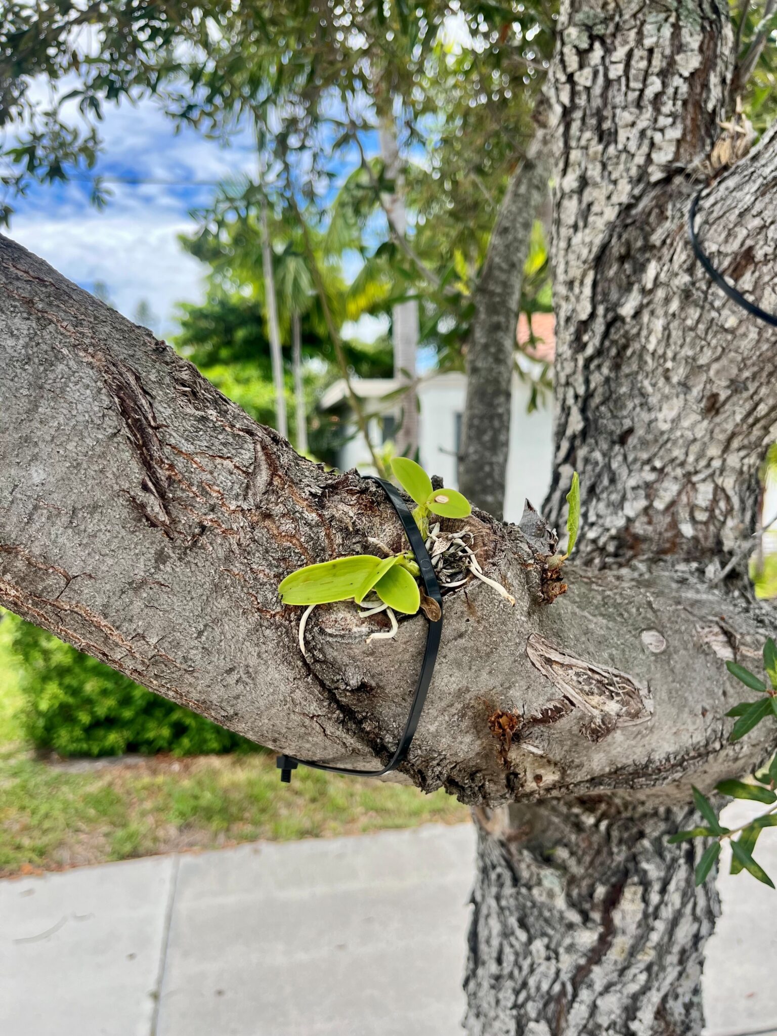 North Bay Village Joins Million Orchid Project Initiative – North Bay Village